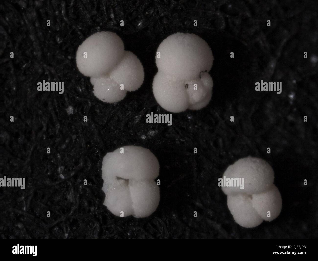 Subbotina eocaena (von Guembel, 1868 Stock Photo - Alamy