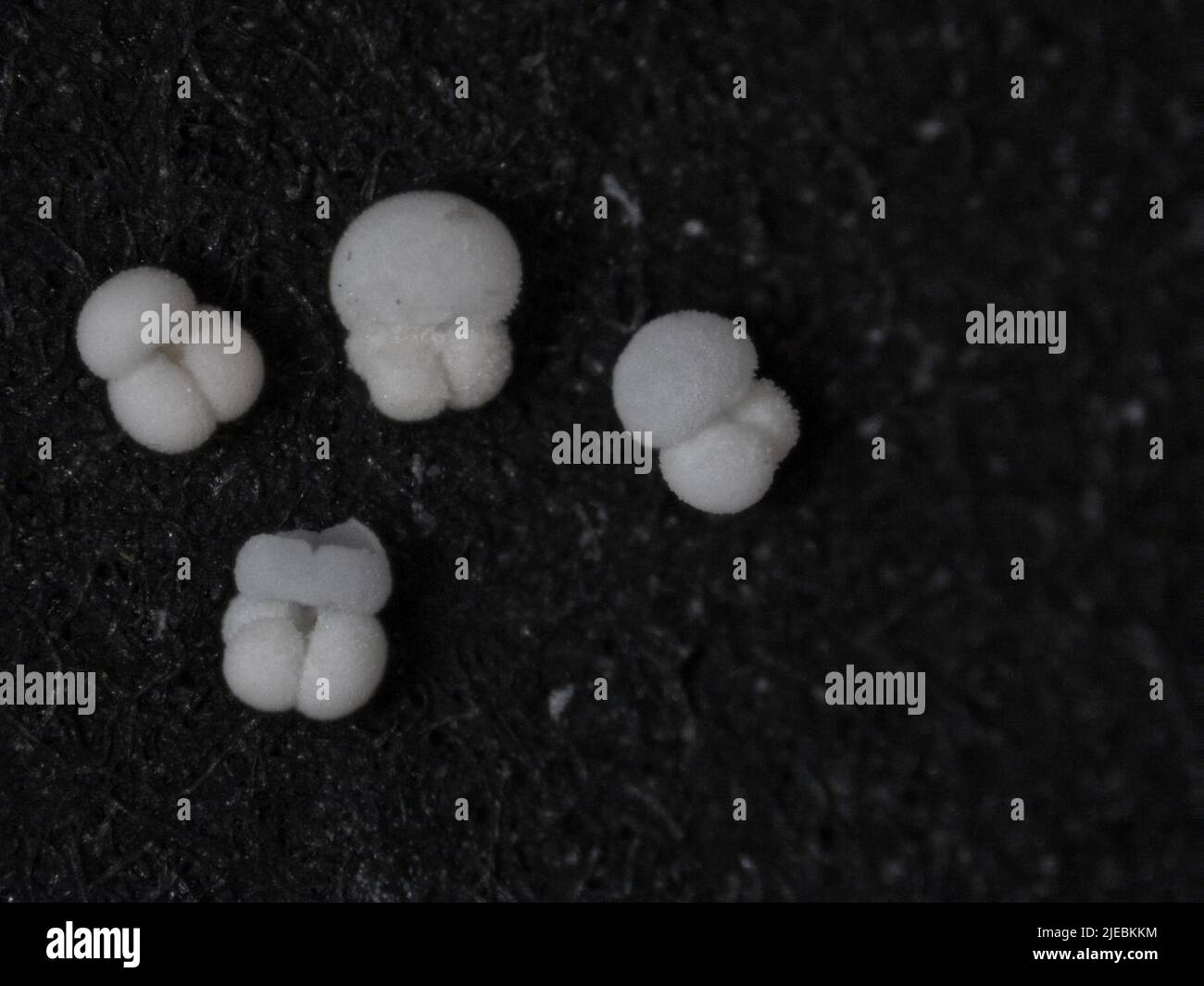 Subbotina eocaena von guembel hi-res stock photography and images - Alamy
