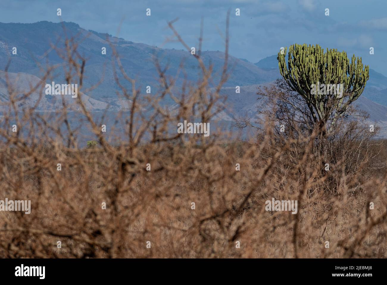 Euphorbia candelabrum hi-res stock photography and images - Alamy
