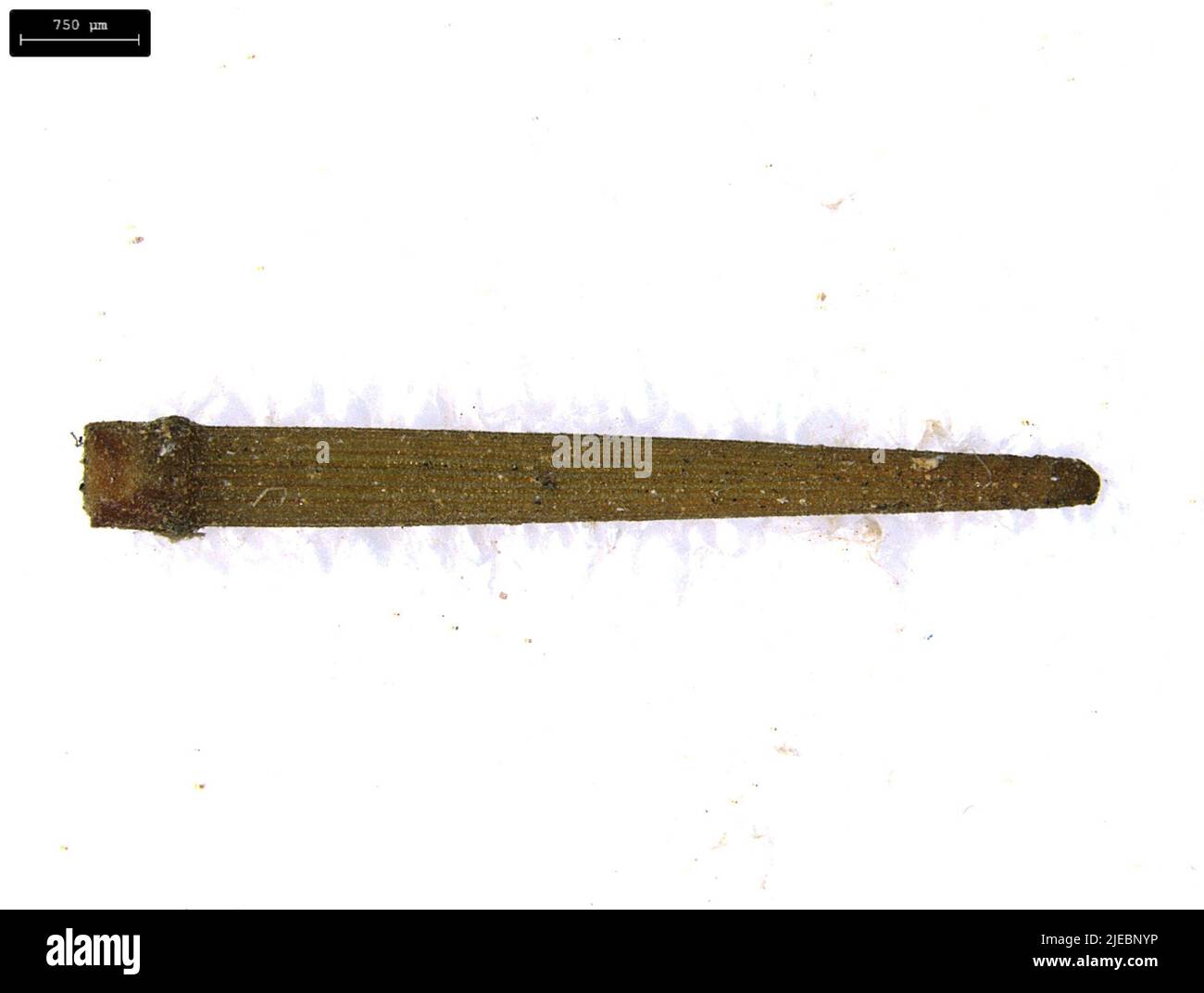 Scapharca transversa animalia hi-res stock photography and images - Alamy