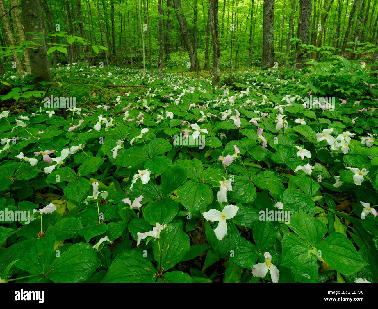 Forest floor covered with blooming wild trillium, Pictured Rocks ...