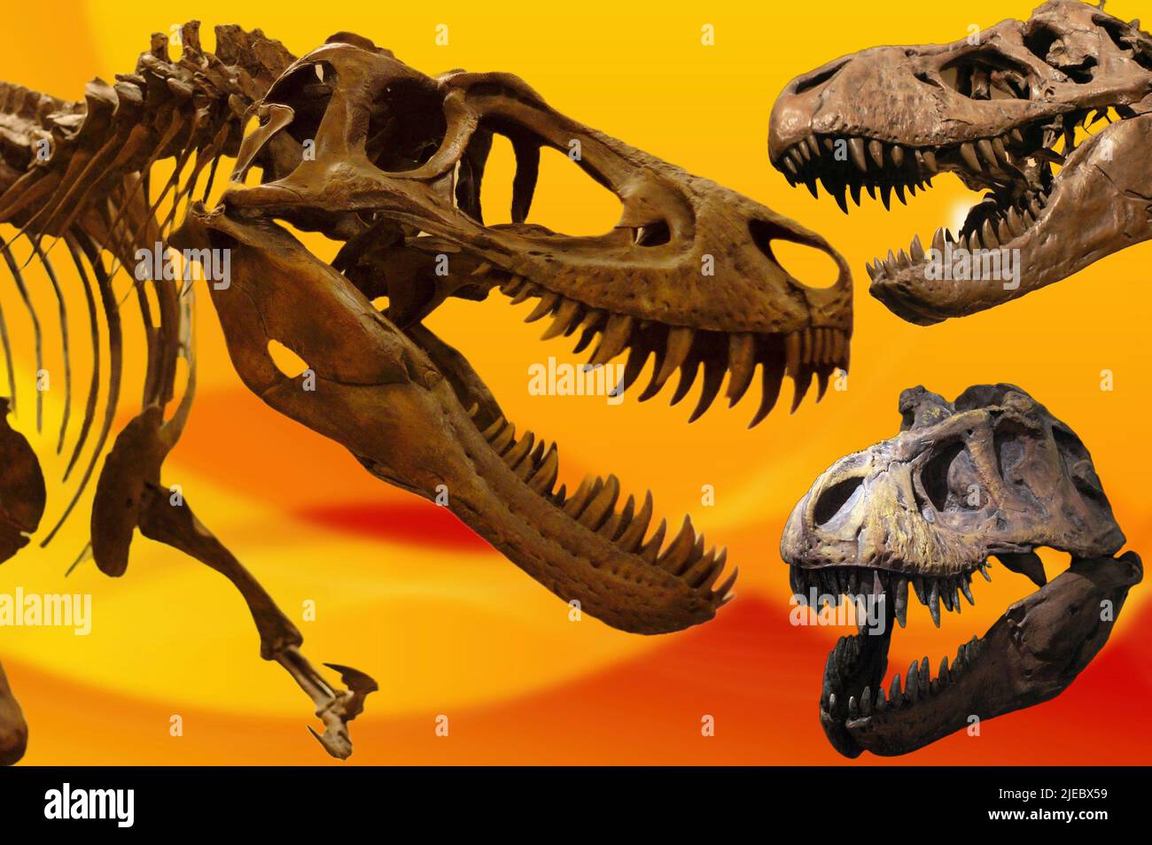 Dinosaur fossil - Tyrannosaurus Rex Stock Photo - Alamy