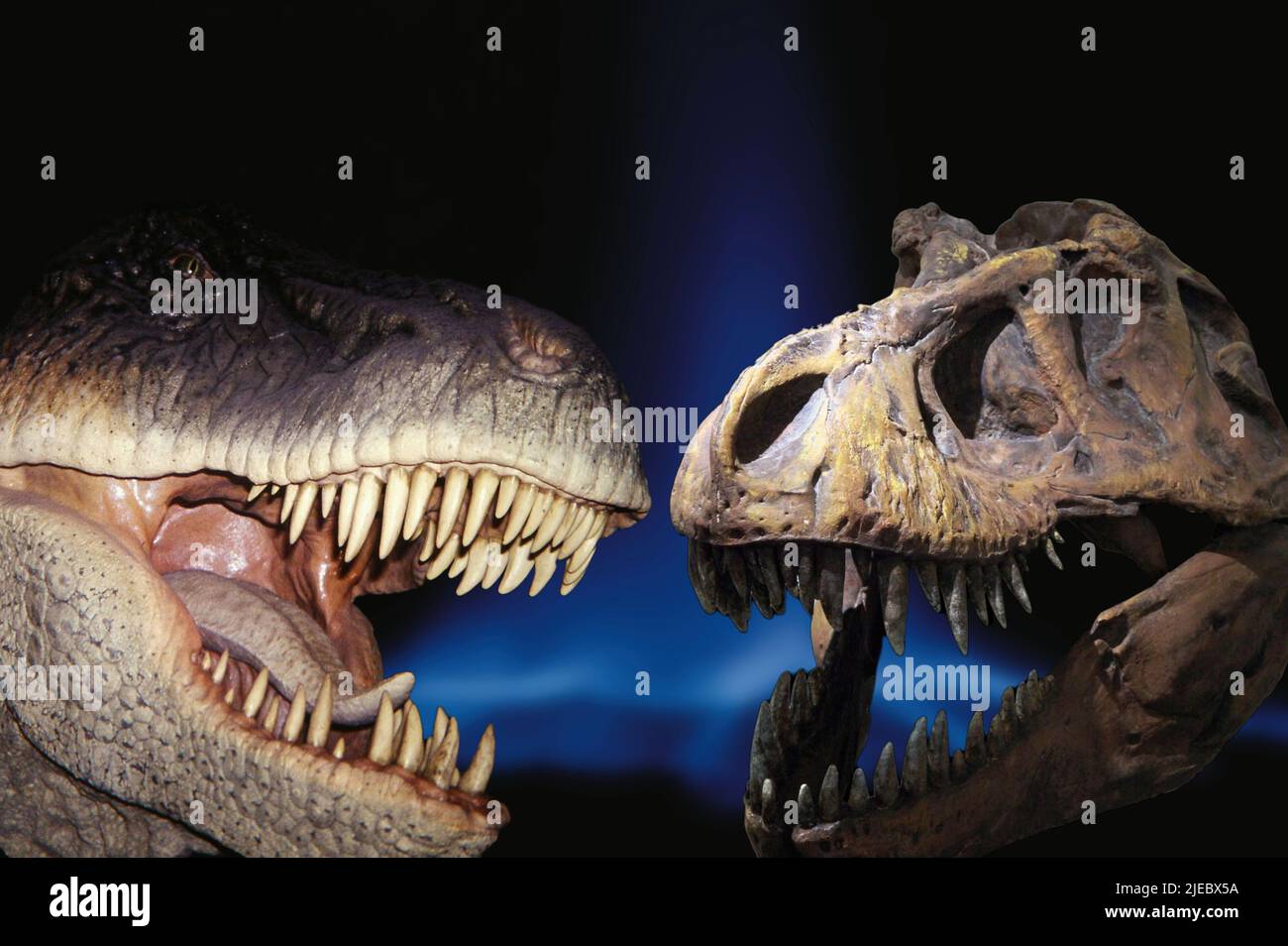 Dinosaur fossil - Tyrannosaurus Rex Stock Photo - Alamy