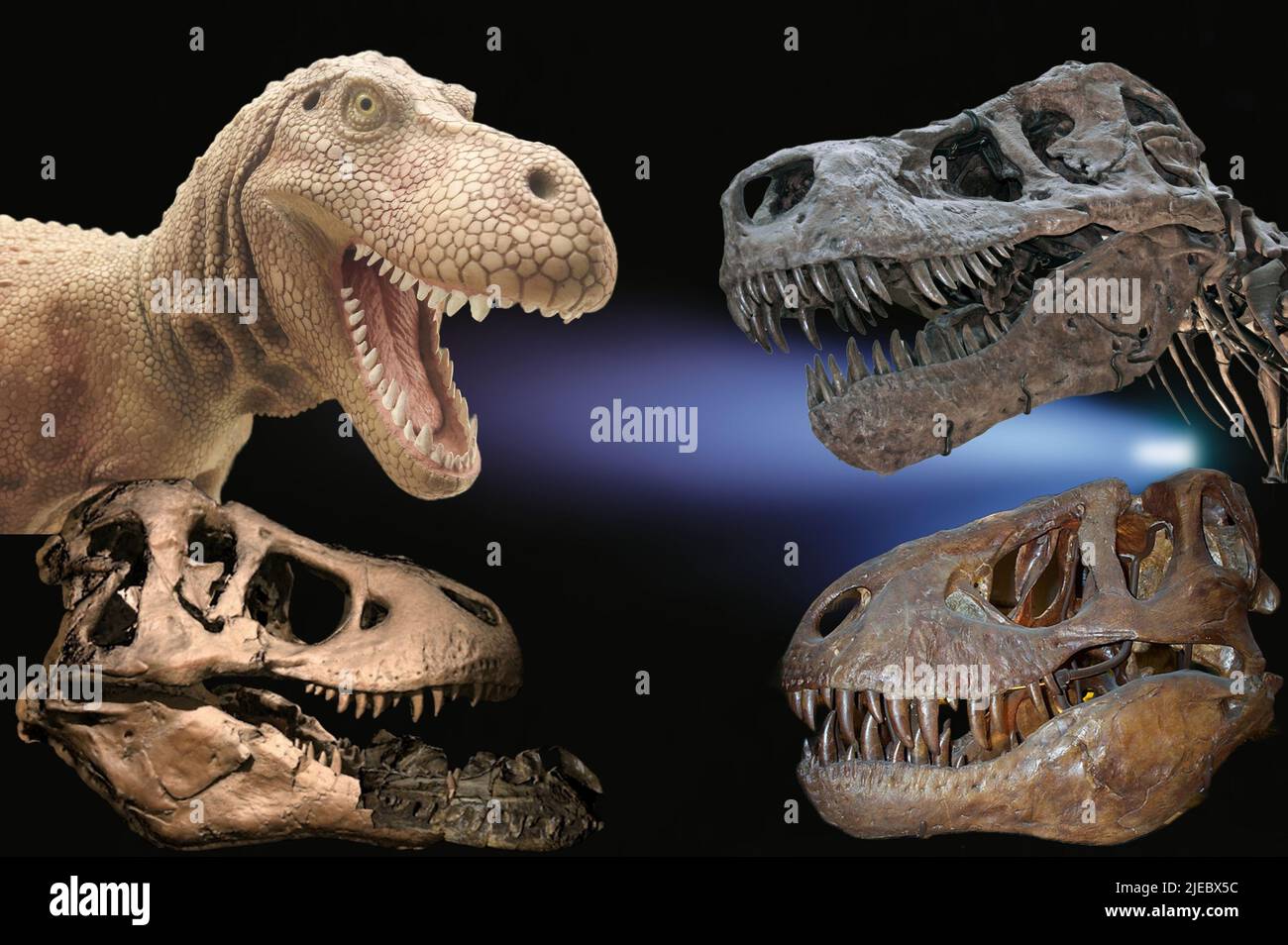 Dinosaur fossil - Tyrannosaurus Rex Stock Photo - Alamy