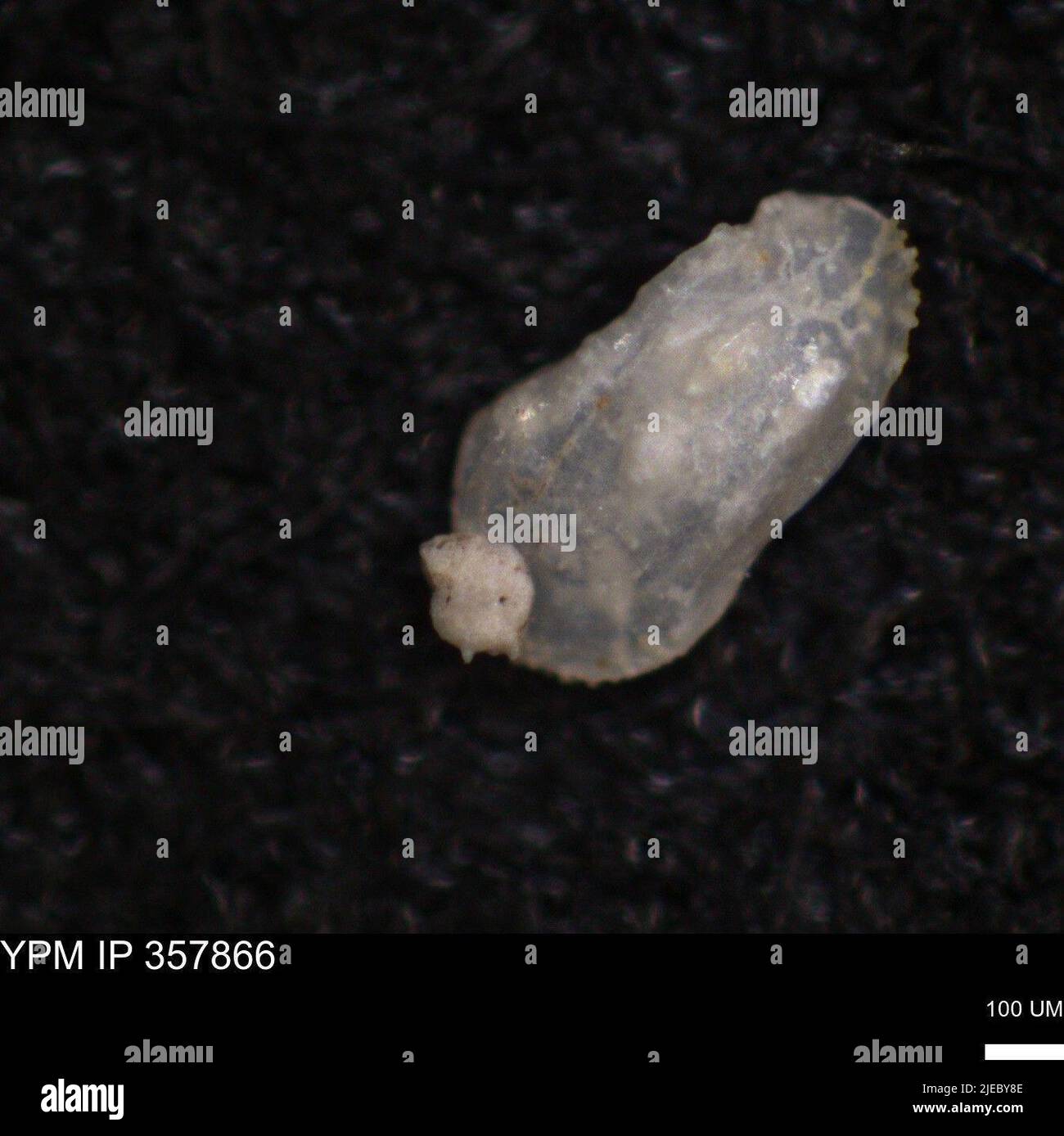 Seed shrimp ostracoda hi-res stock photography and images - Alamy