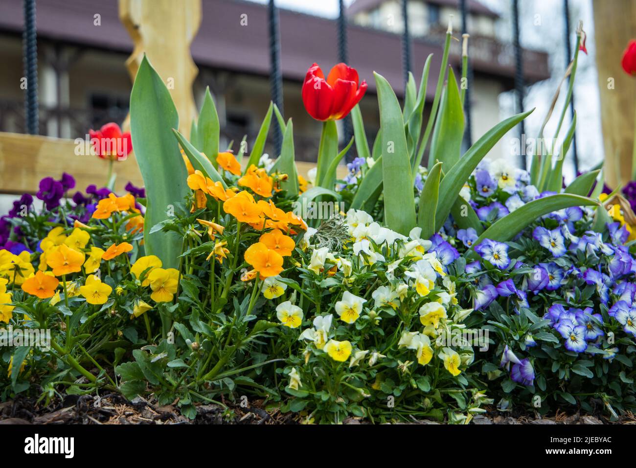 Spring annuals hi-res stock photography and images - Alamy