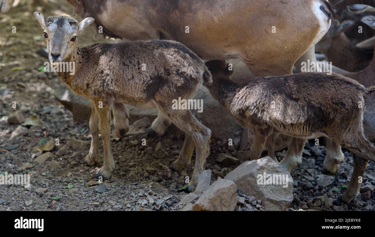 Vulnerable Species Blue Sheep