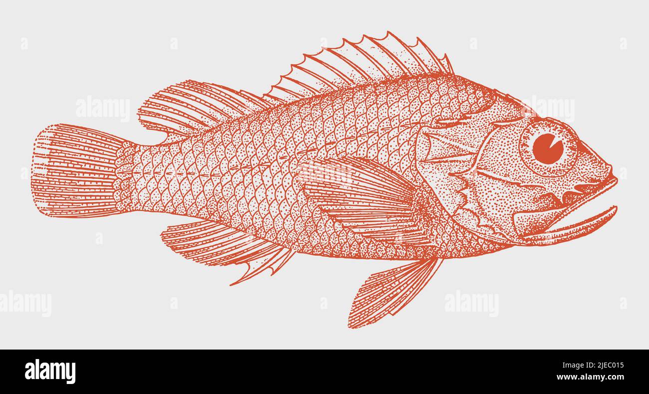 Pigmy scorpionfish sebastapistes fowleri, venomous marine fish in side ...