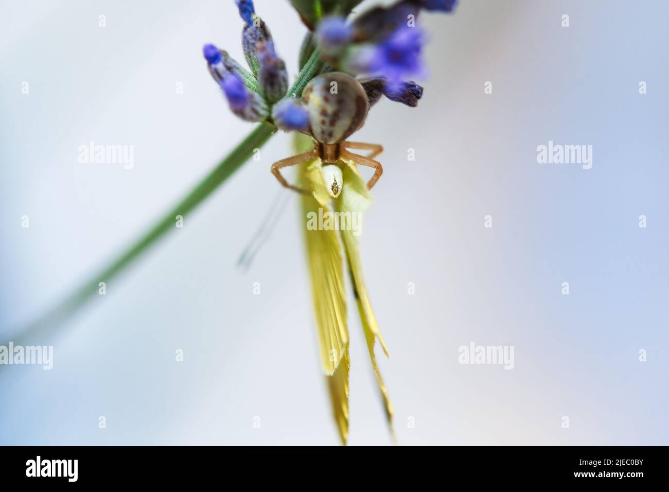 a crab spider is eating a white cabbage butterfly, sitting on a flower ...