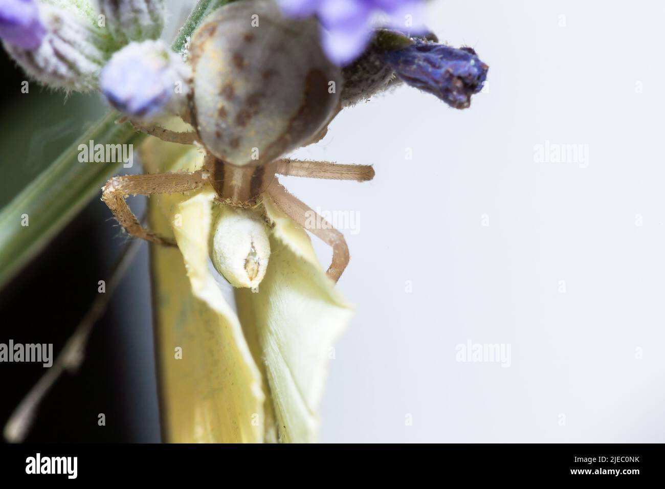 a crab spider is eating a white cabbage butterfly, sitting on a flower ...
