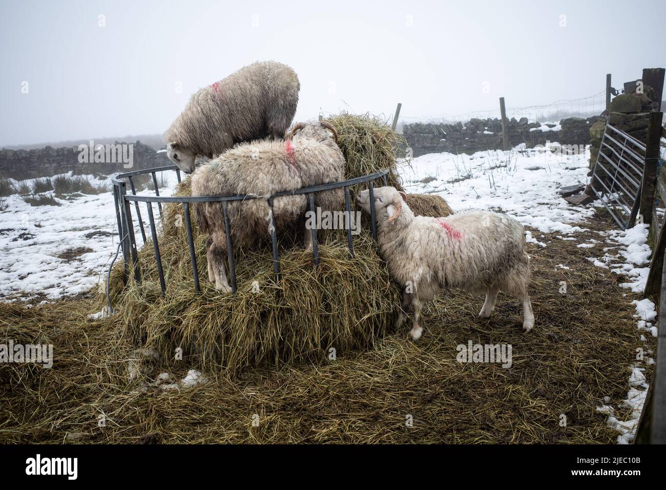 sheep feeder digley holmfirth Stock Photo - Alamy