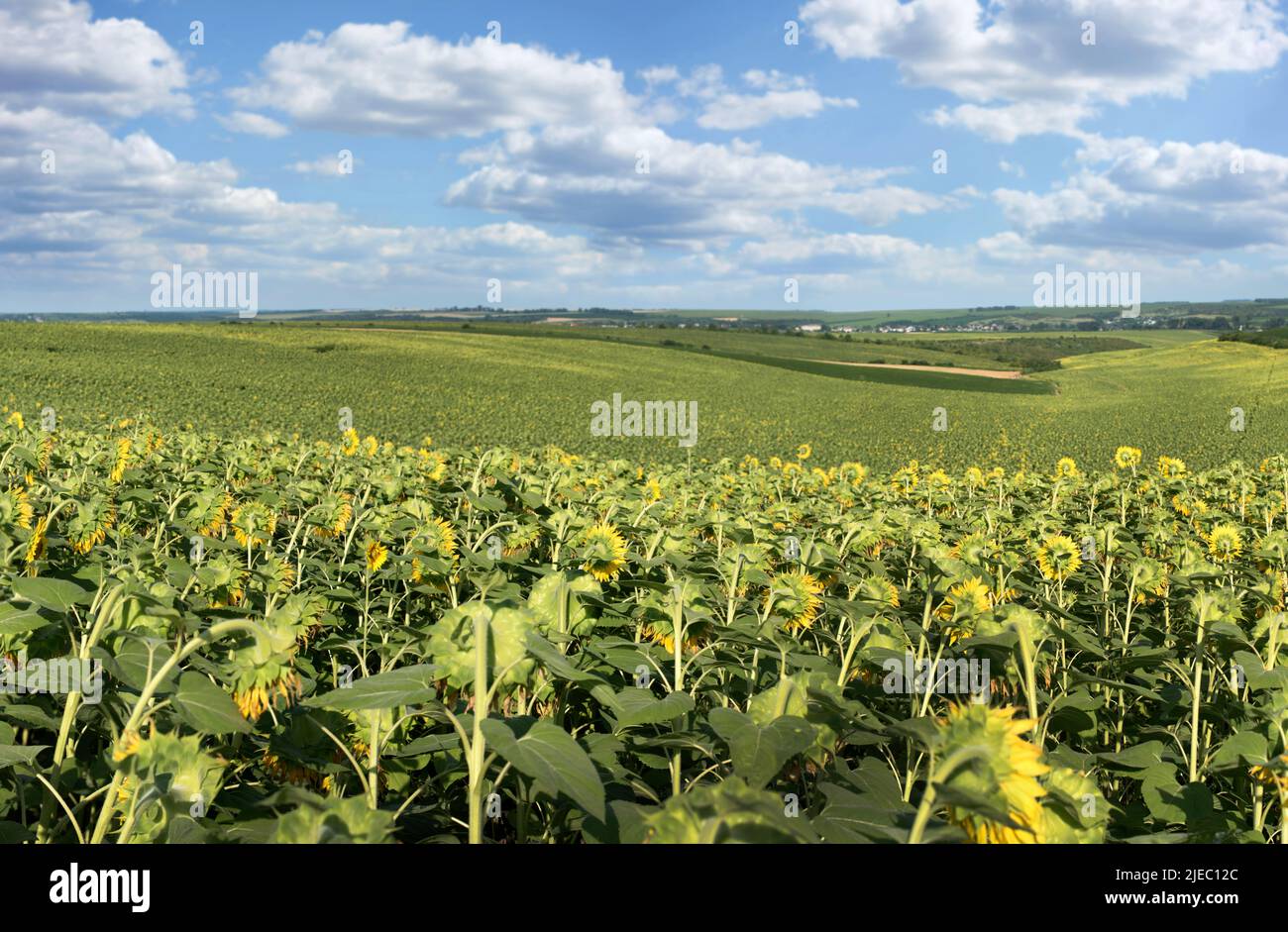 Sunflower seeds inverted hi-res stock photography and images - Alamy