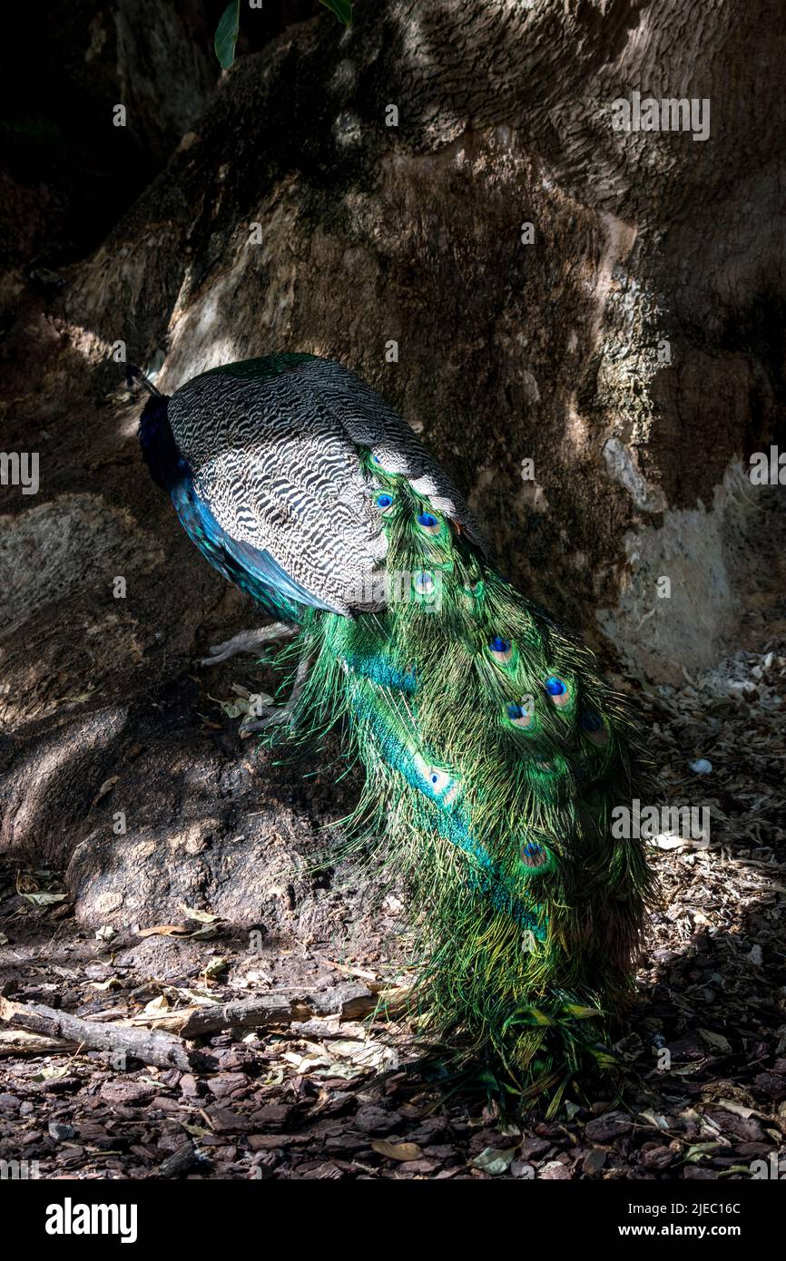 closeup photo of a colorful peacock Stock Photo - Alamy
