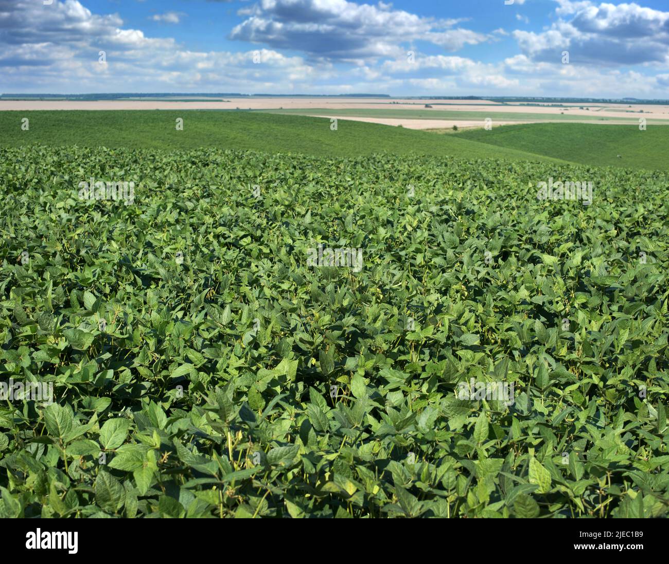 Soybean hills, waves close up of fresh green soybean leaves, agro ...