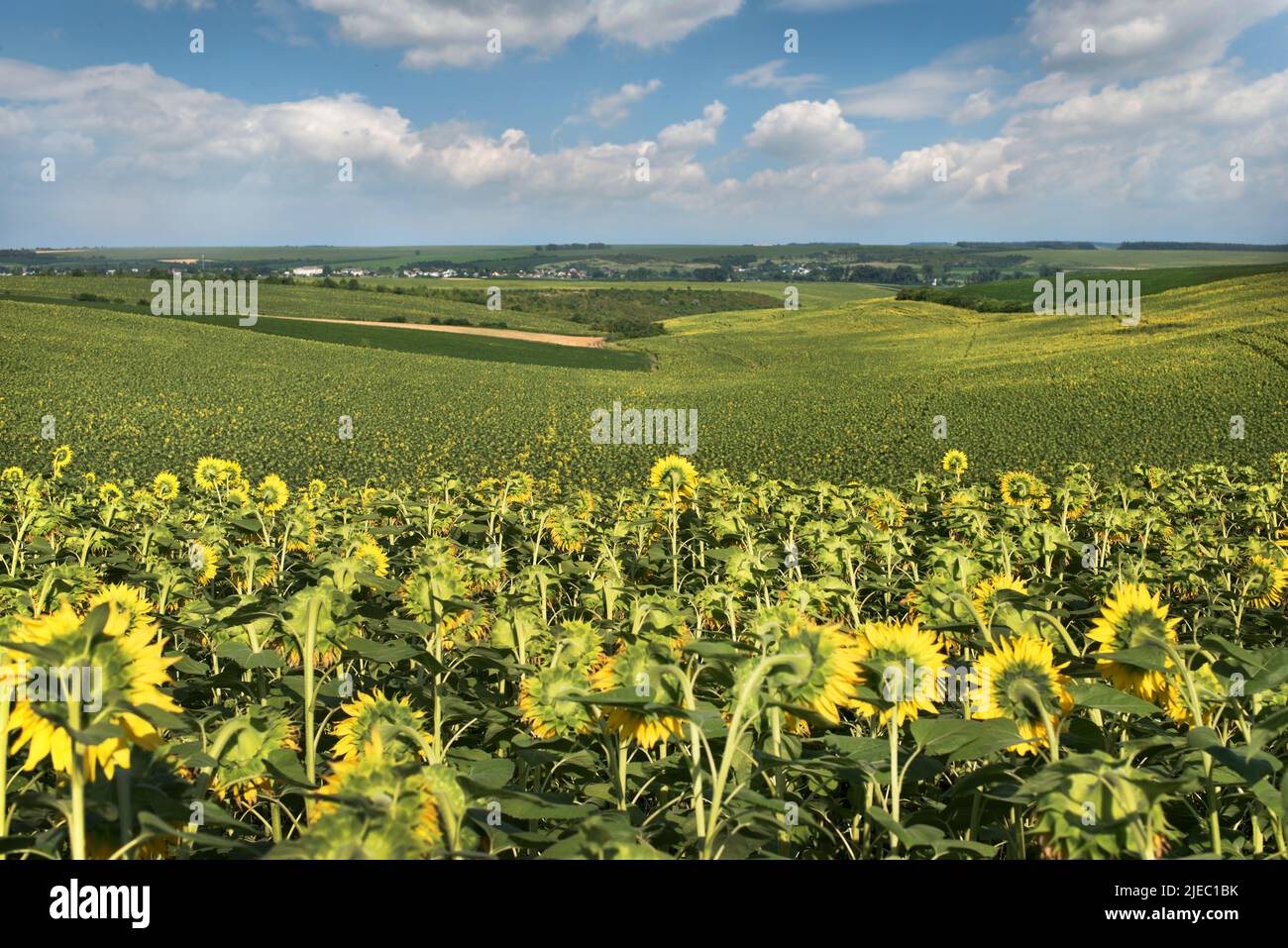 sunflower field, inverted flower heads on hills landscapes behind ...
