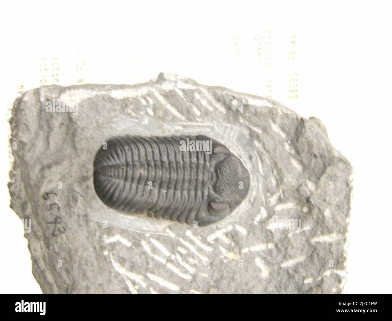 Phacops rana green animalia hi-res stock photography and images - Alamy