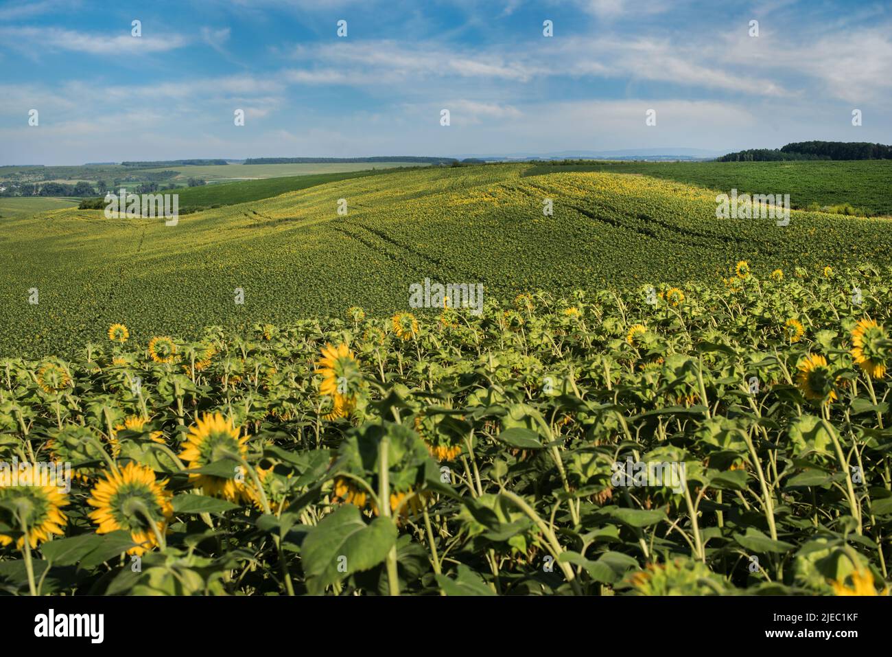 sunflower fields on picturesque hills, inverted flower heads in the sun ...