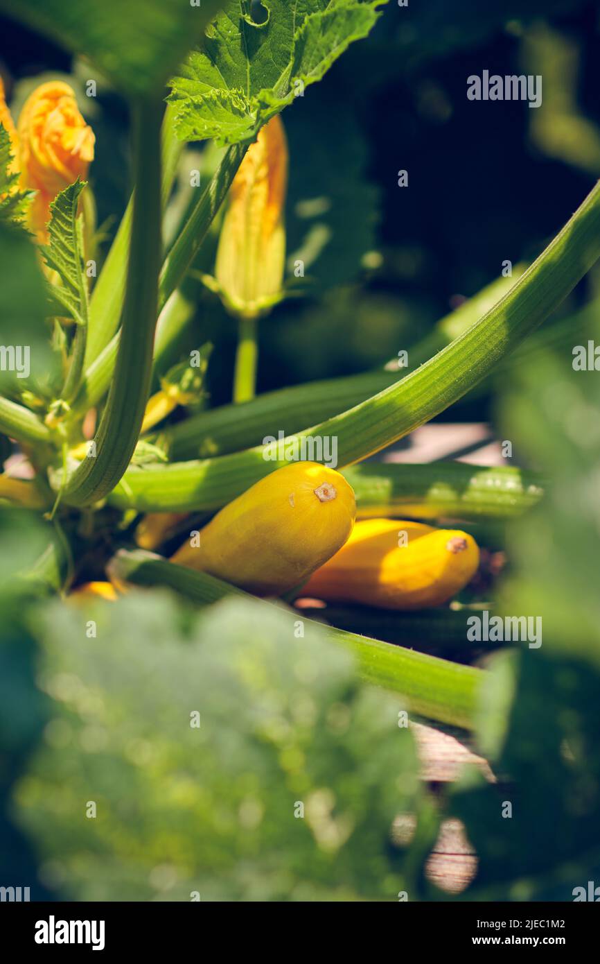 Yellow courgette plant in the garden. High quality photo Stock Photo ...