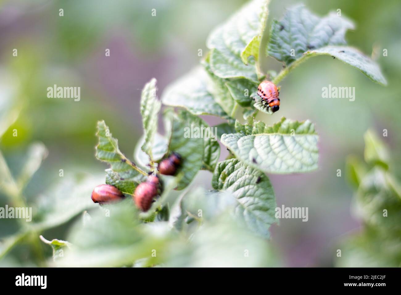 Close-up of a Colorado striped beetle larva on damaged potato leaves ...