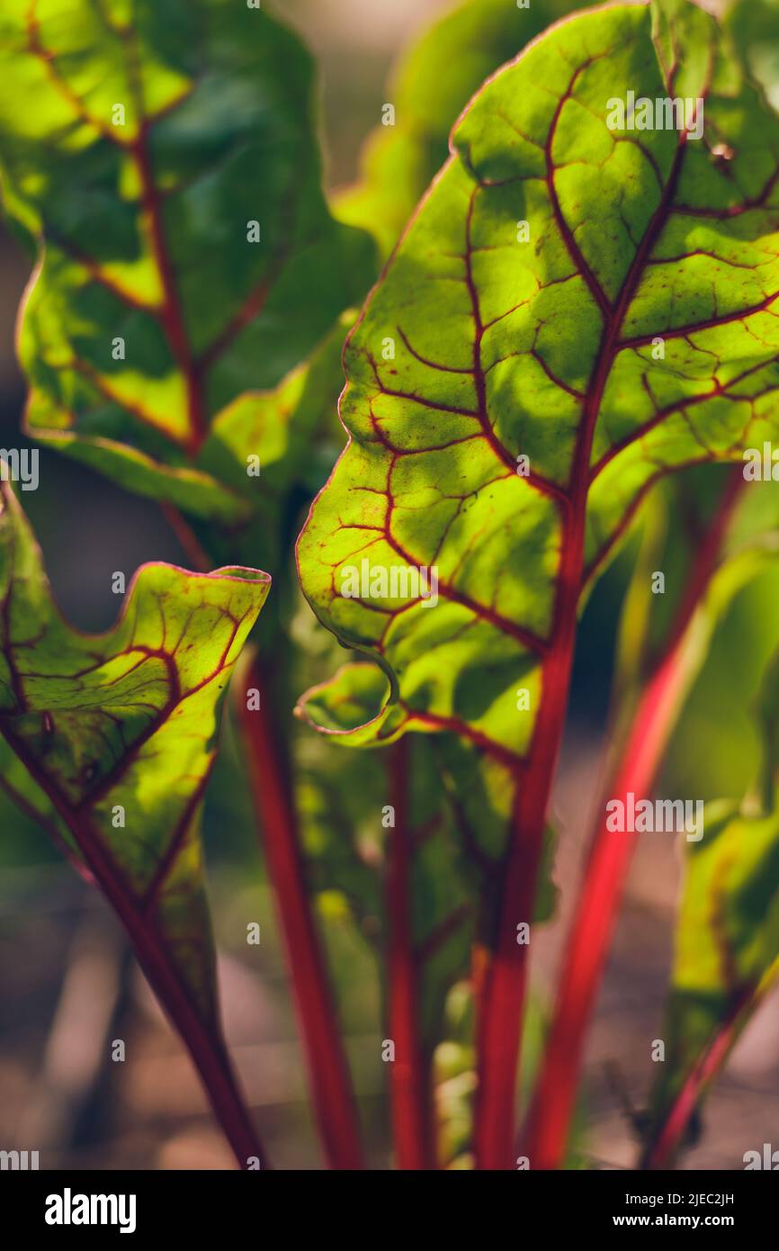 Chard view hi-res stock photography and images - Alamy
