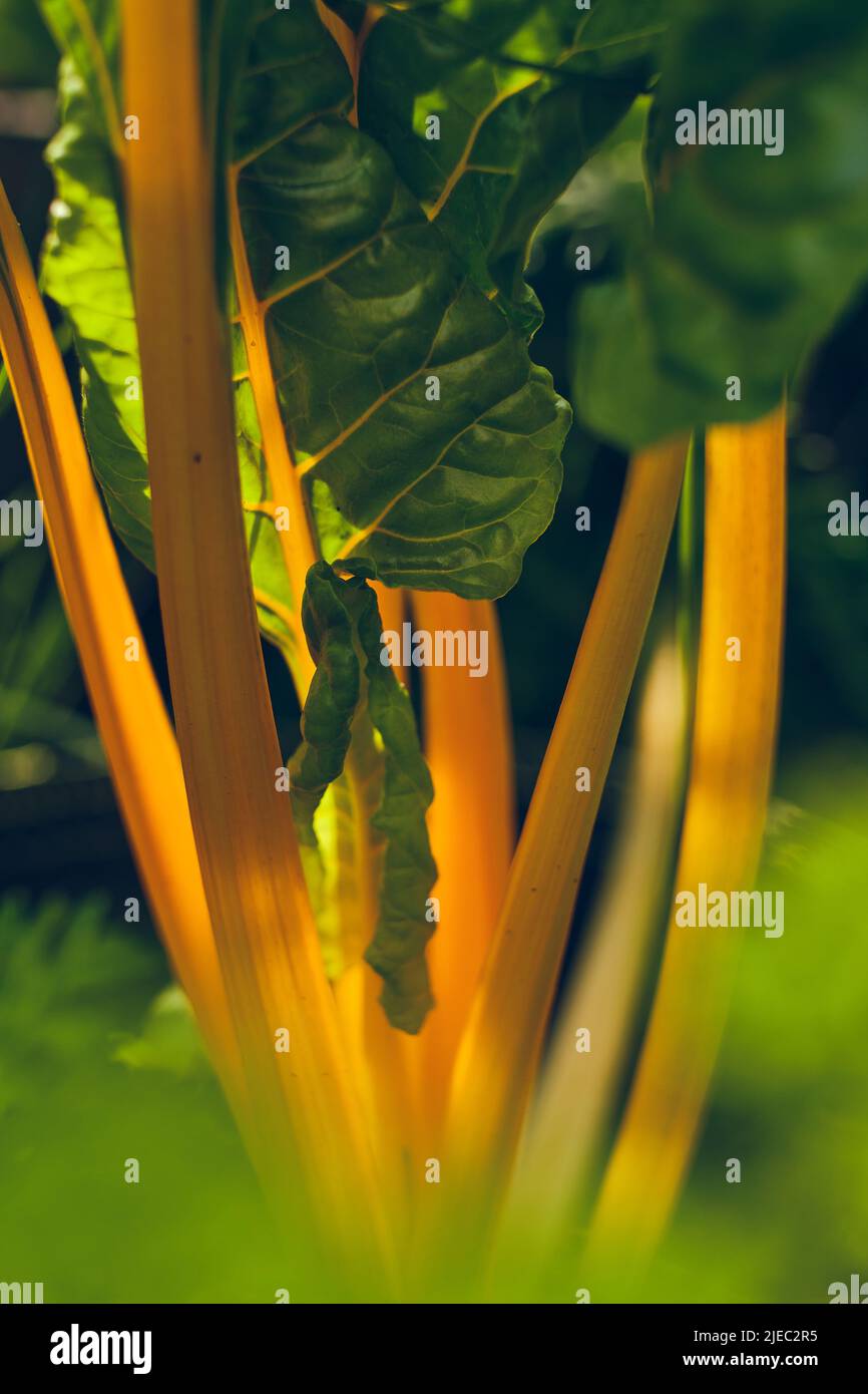 Yellow Chard in sunlight. High quality photo Stock Photo - Alamy