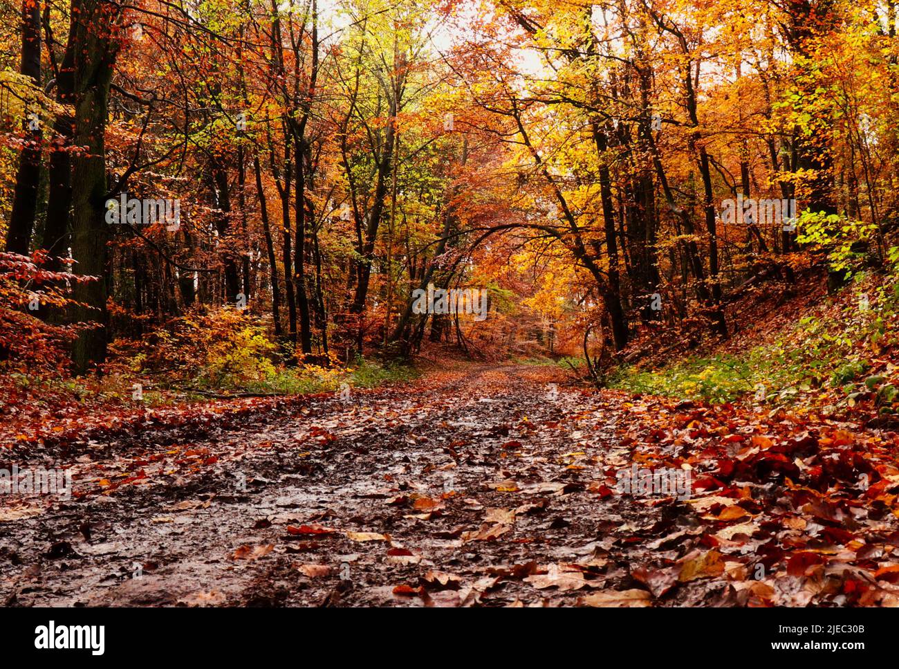 Dead leaves on the ground leading to a tree bent over a walking path on ...