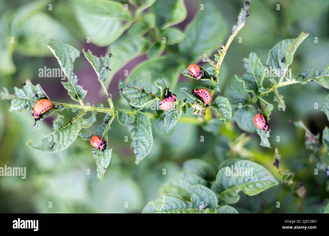 Lots of Colorado beetles. Colorado potato beetle larvae on potato ...