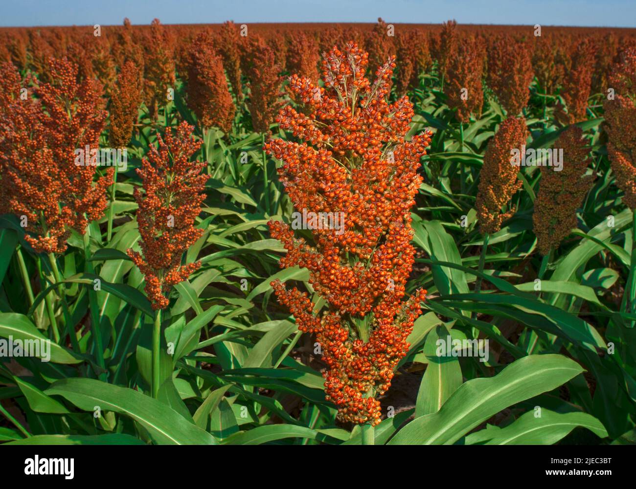 Red Sorghum Plant