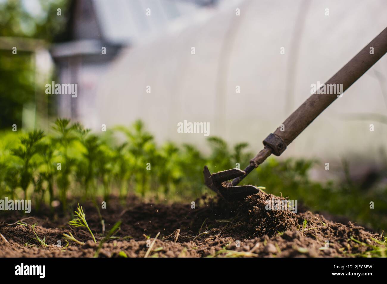 Weeding beds with agricultura plants growing in the garden. Weed and ...