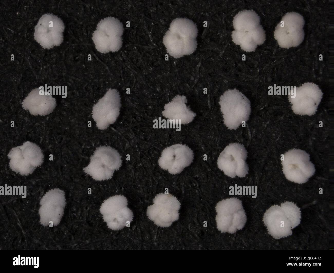 Morozova hi-res stock photography and images - Alamy