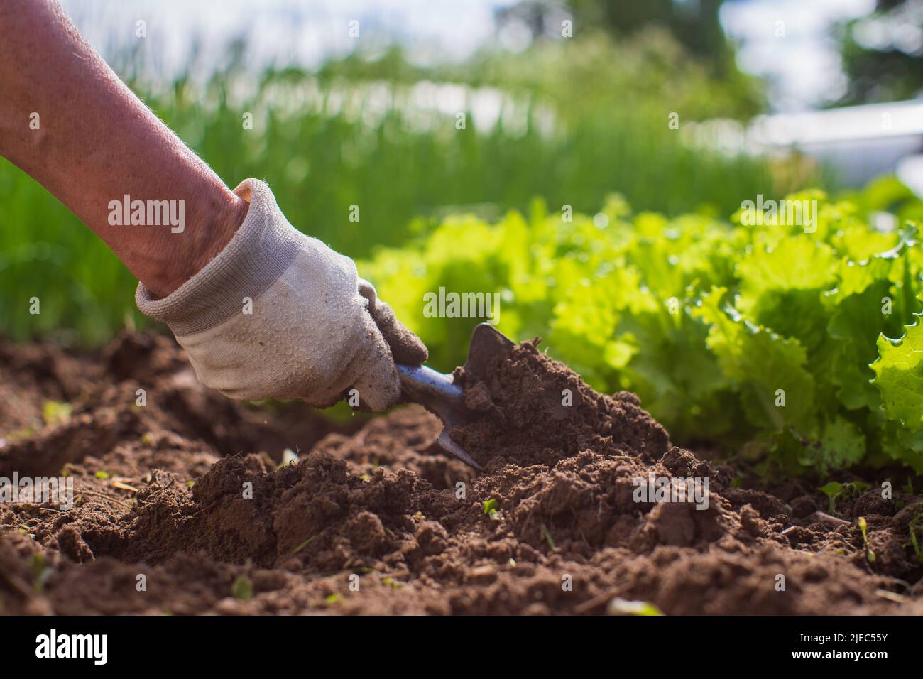 Planting plants on a vegetable bed in the garden. Cultivated land close ...