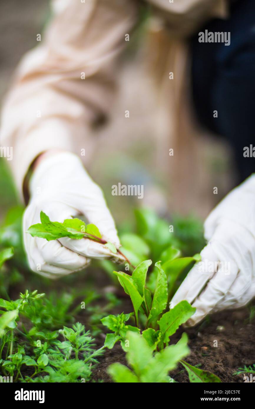 A woman's hand removes weeds. Weed and pest control in the garden ...