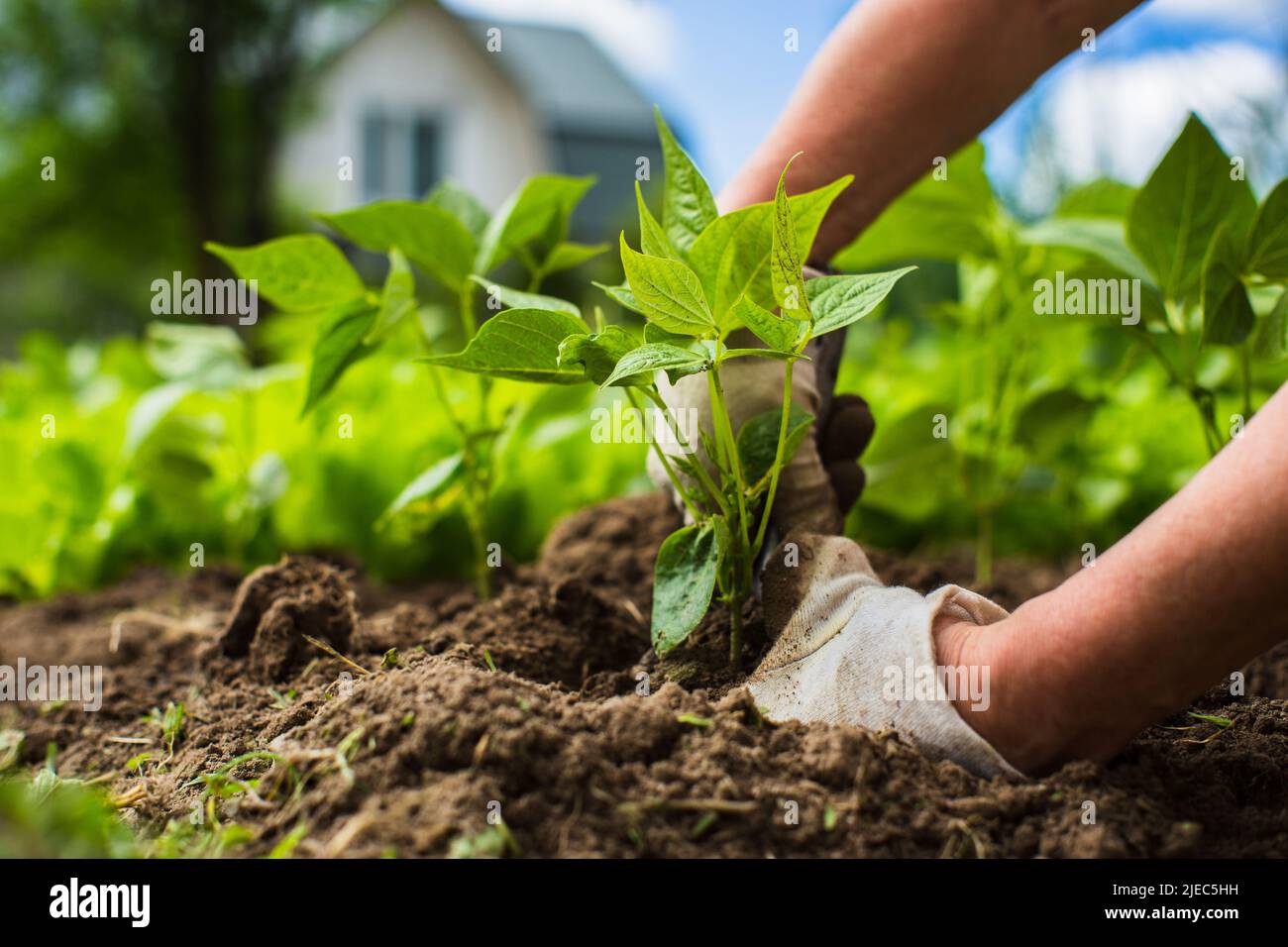 Planting plants on a vegetable bed in the garden. Cultivated land close ...