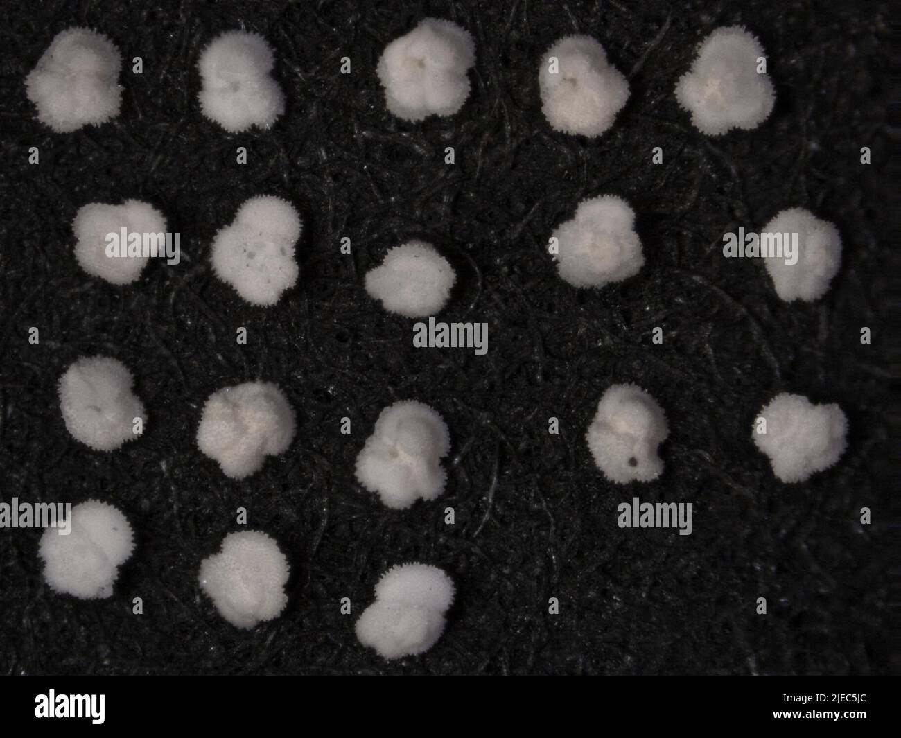 Morozovella subbotinae morozova hi-res stock photography and images - Alamy