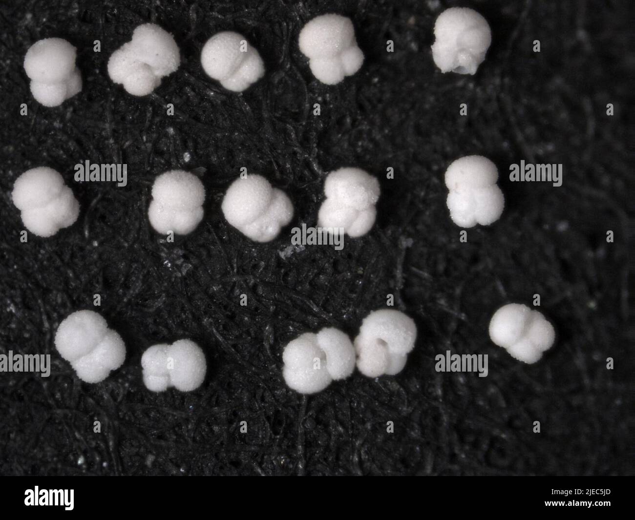 Subbotina eocaena von guembel hi-res stock photography and images - Alamy