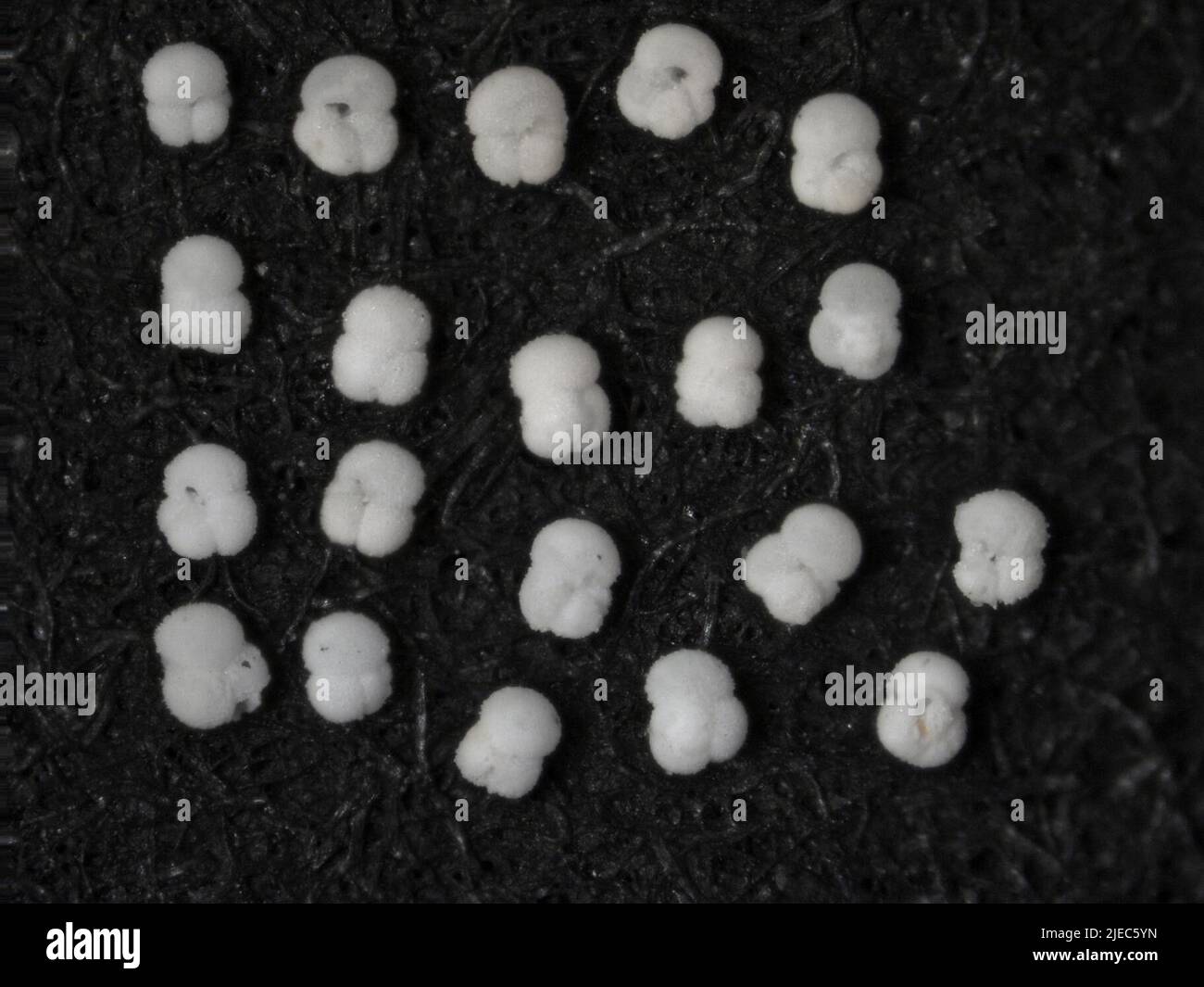 1868 protista hi-res stock photography and images - Alamy