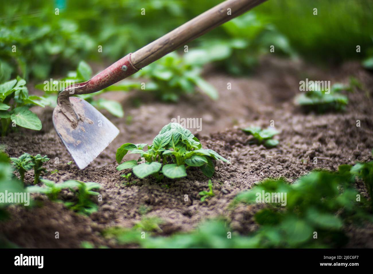 Weeding strawberry plants in the garden. Cultivated land close up ...