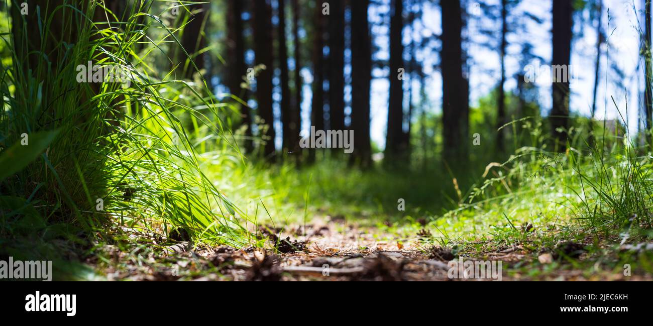 Forest path close-up with cones and roots. Low point of view in nature ...