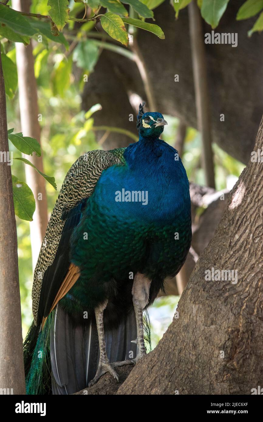 closeup photo of a colorful peacock Stock Photo - Alamy