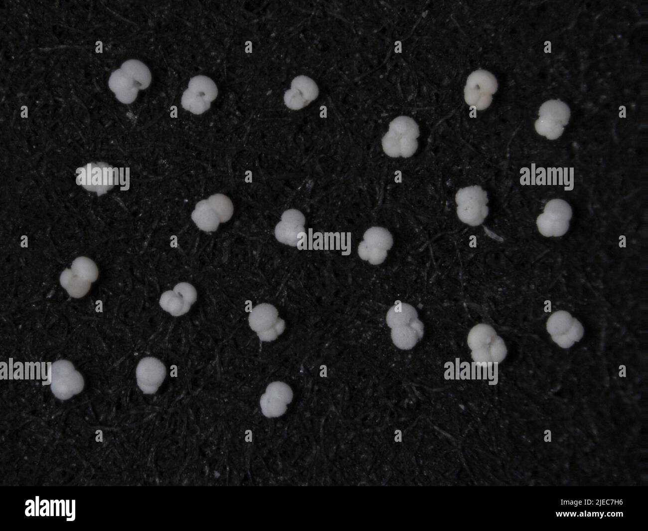 Subbotina eocaena von guembel hi-res stock photography and images - Alamy