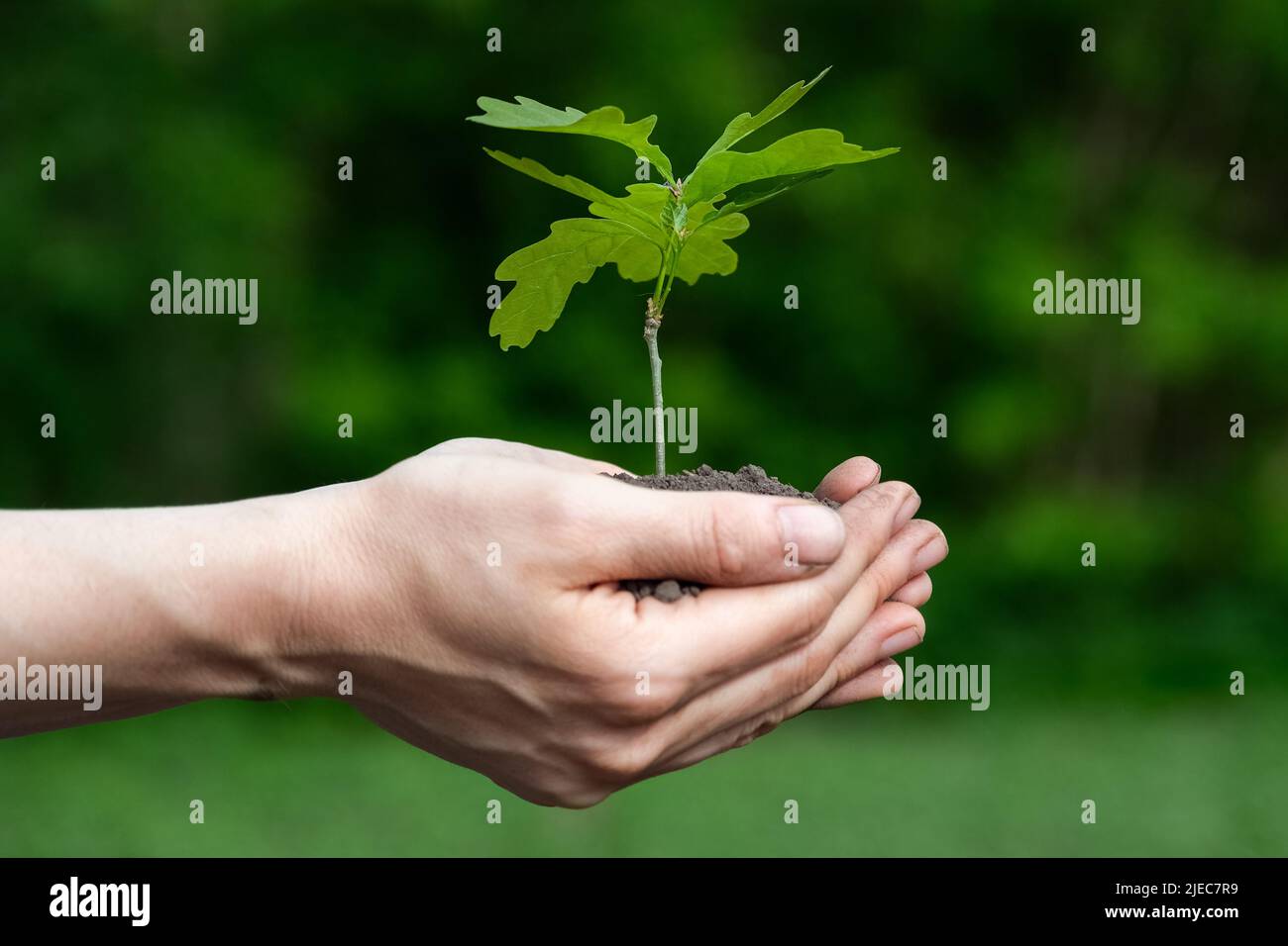 Close up view on the palms holding oak sapling. Plant in the hands ...