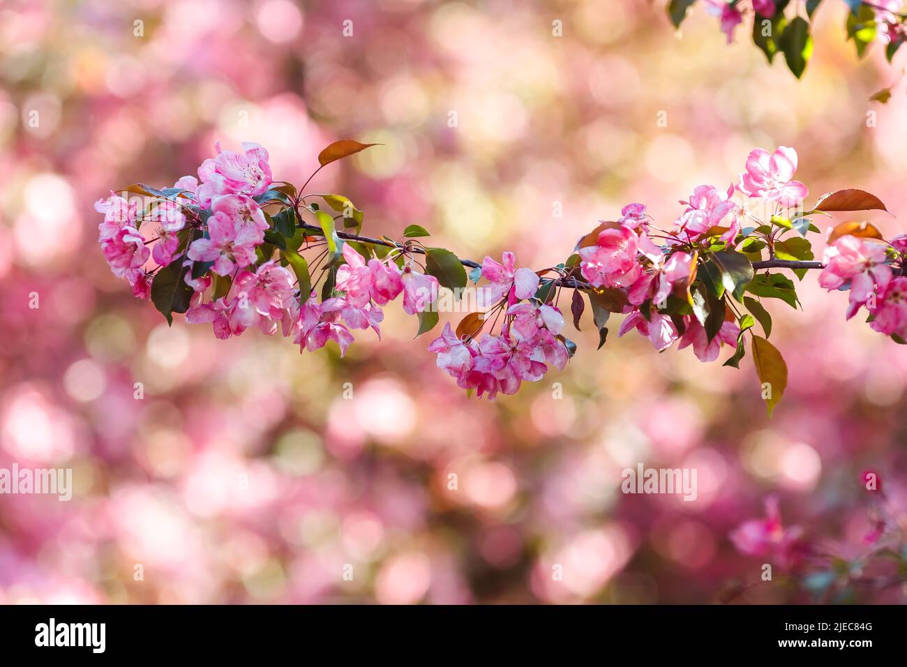Beautiful springs background with blossoming branch of pink cherry tree ...