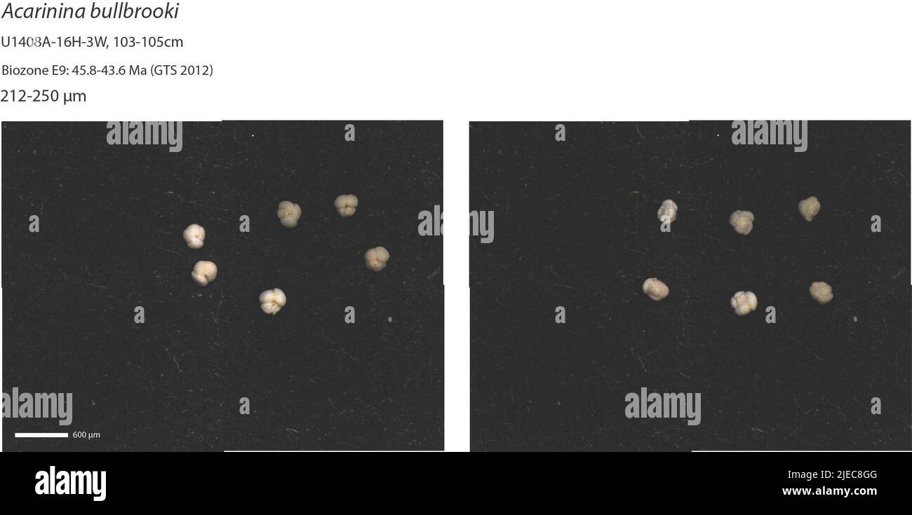 1957 protista hi-res stock photography and images - Alamy