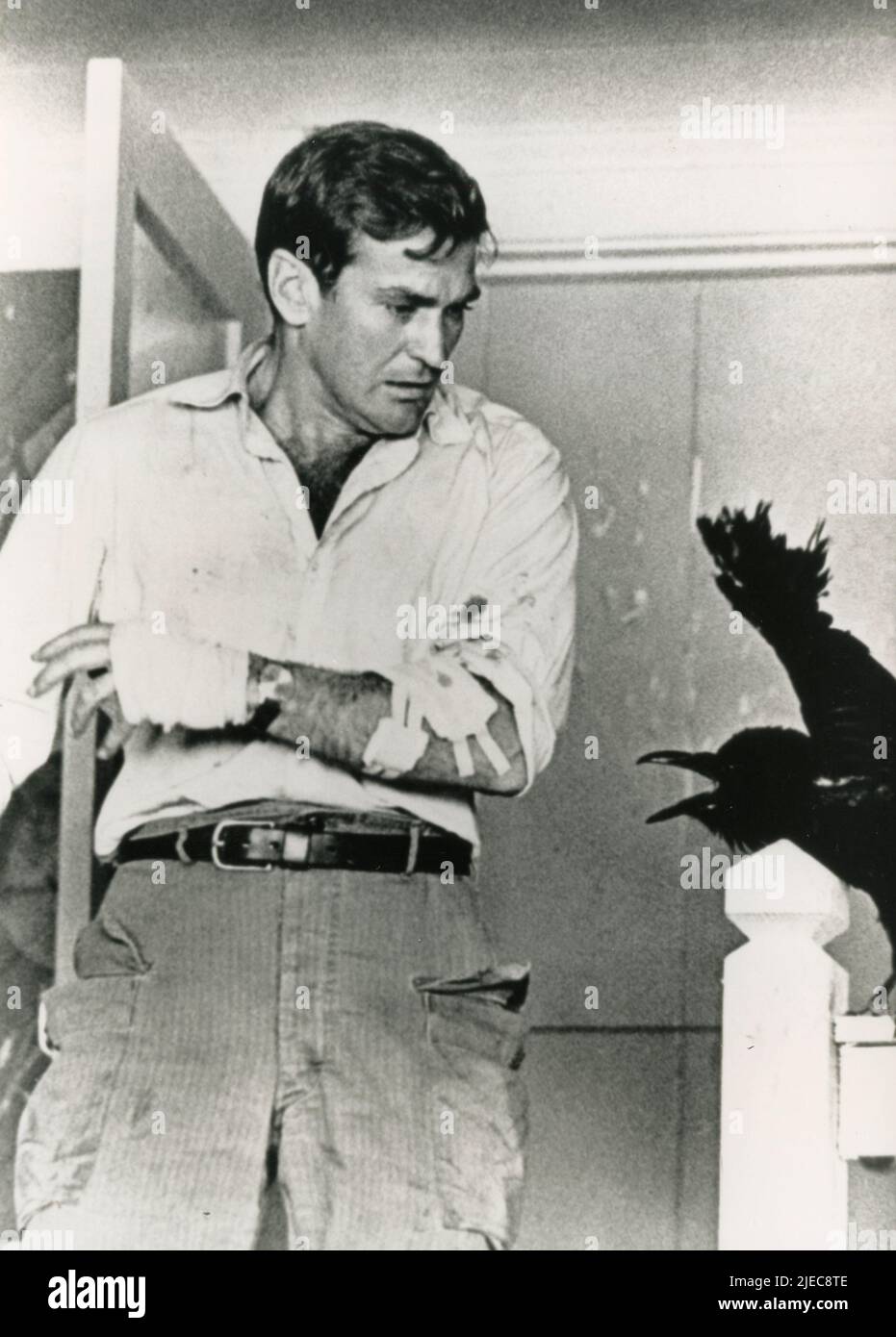 Rod taylor in the birds hi-res stock photography and images - Alamy