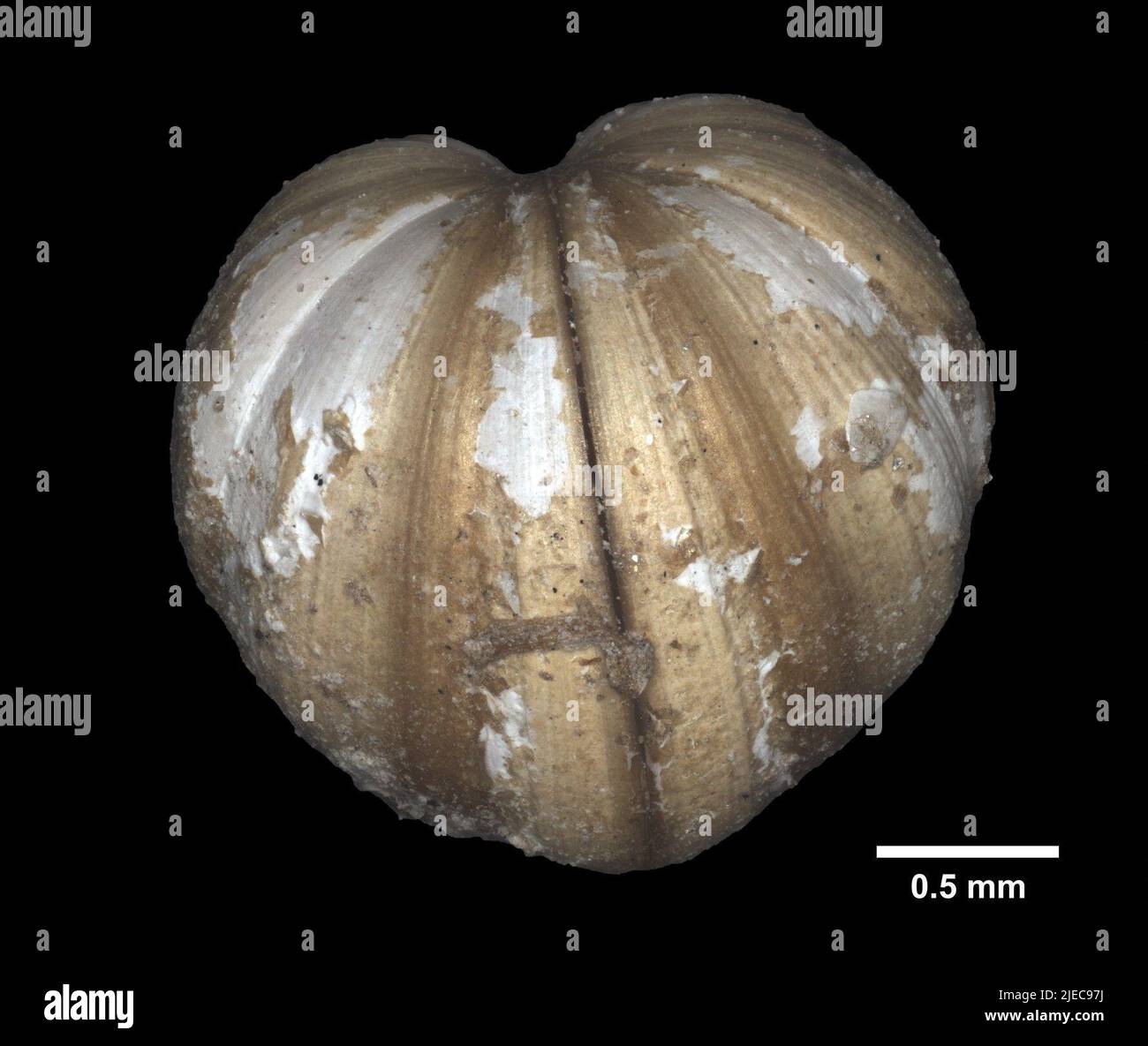 Pisidium ventricosum Prime Stock Photo - Alamy