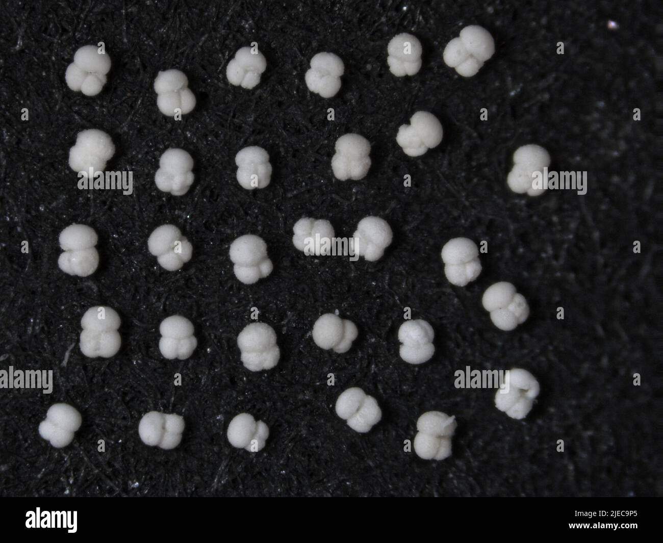 Subbotina eocaena von guembel hi-res stock photography and images - Alamy