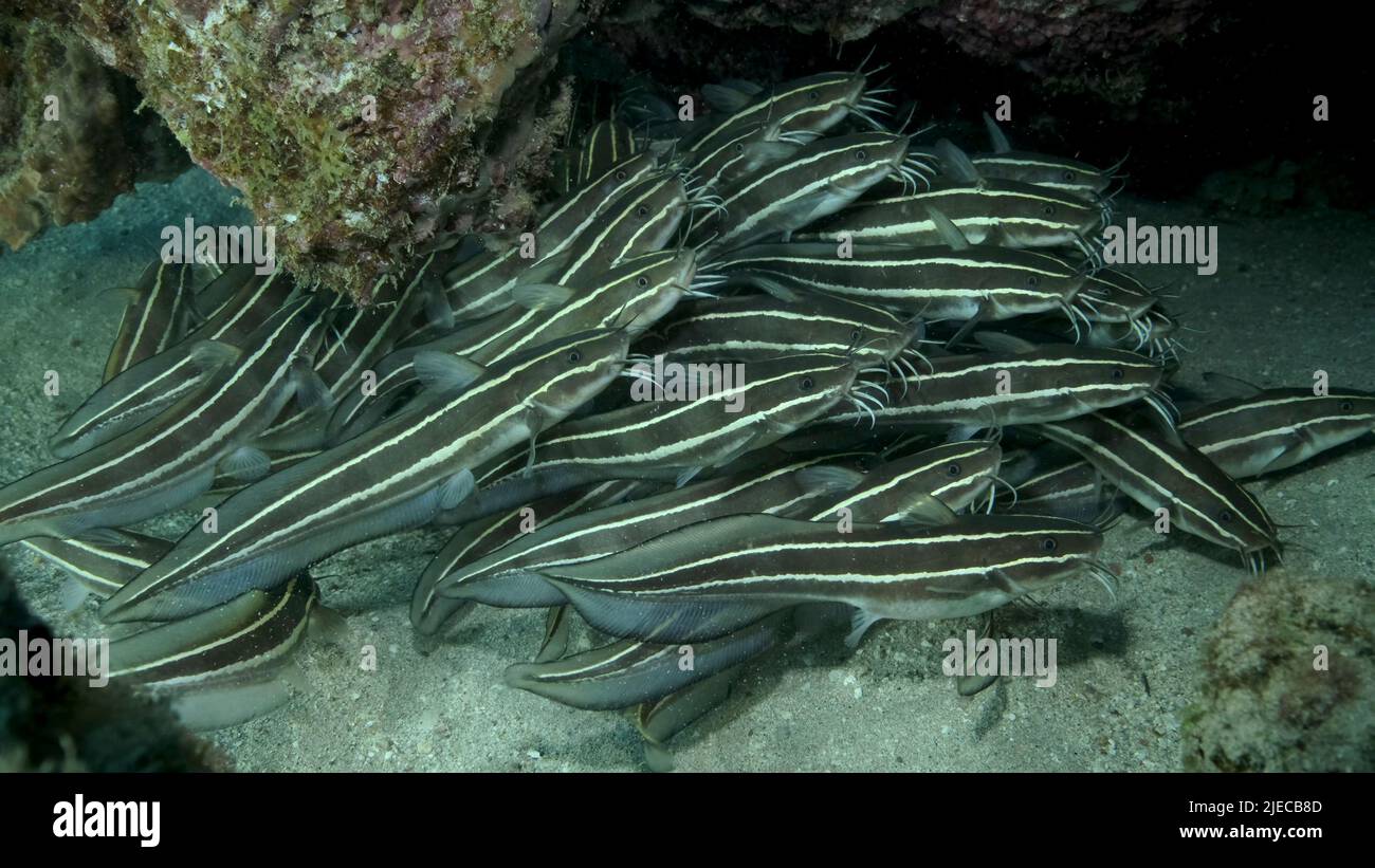 Red Sea, Egypt. 26th June, 2022. School of Striped Catfish are hiding ...