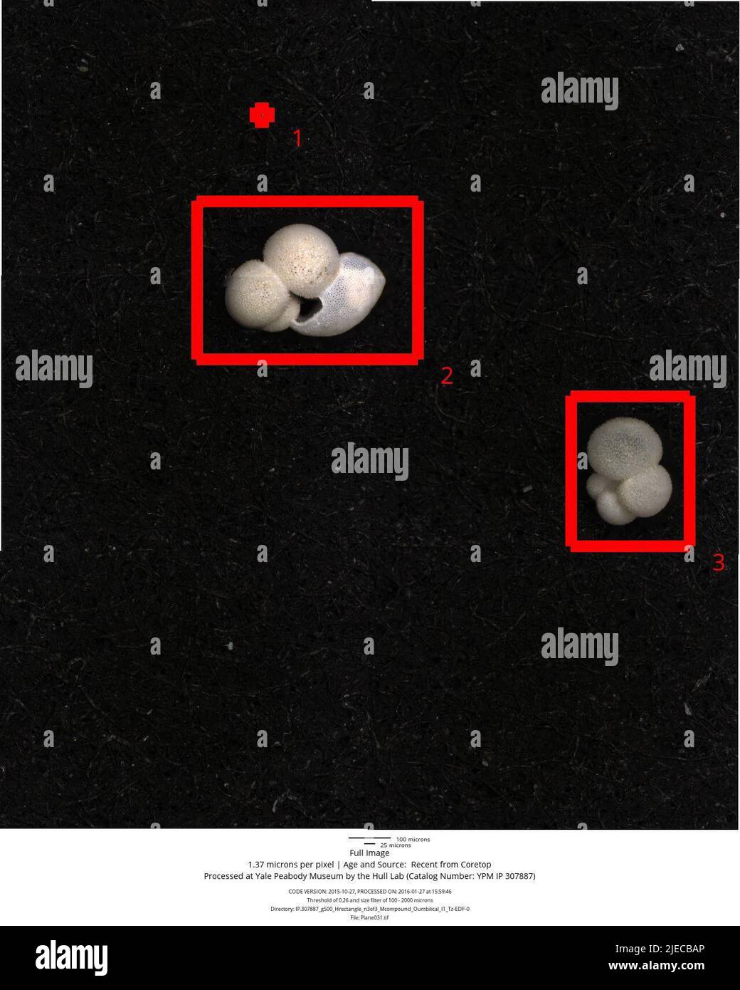 Foraminiferida forams hi-res stock photography and images - Alamy