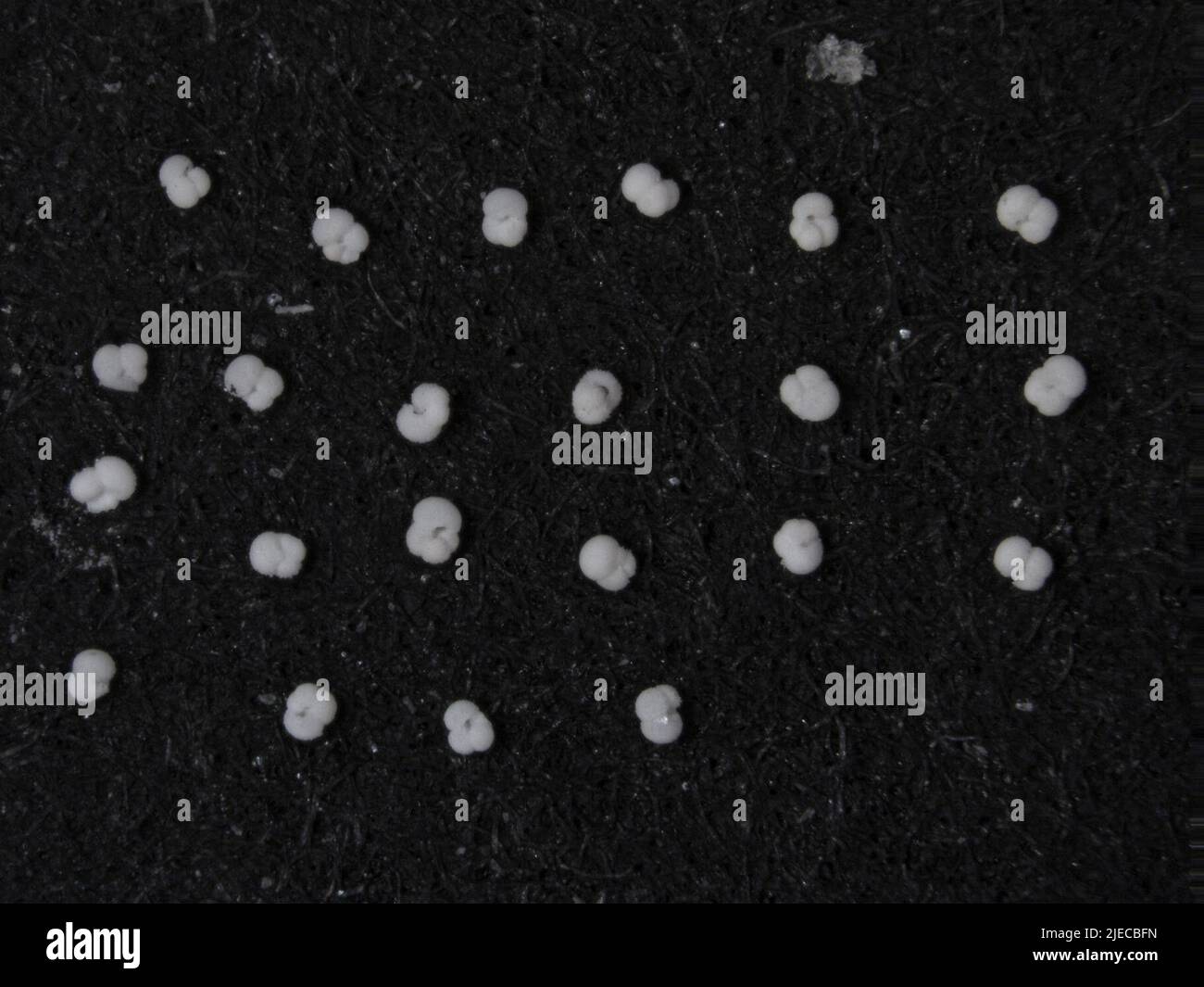Subbotina eocaena von guembel hi-res stock photography and images - Alamy