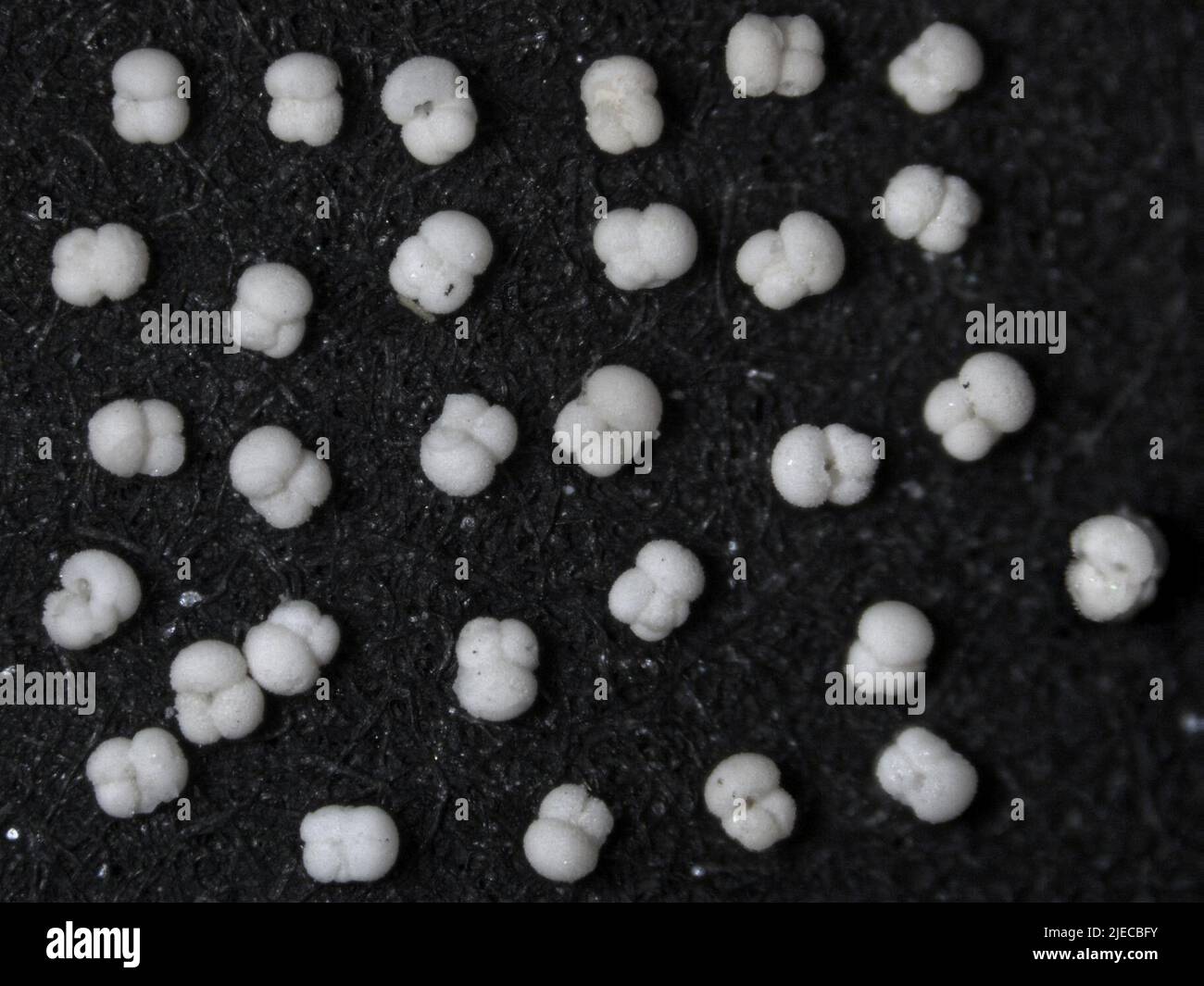 Subbotina eocaena von guembel hi-res stock photography and images - Alamy